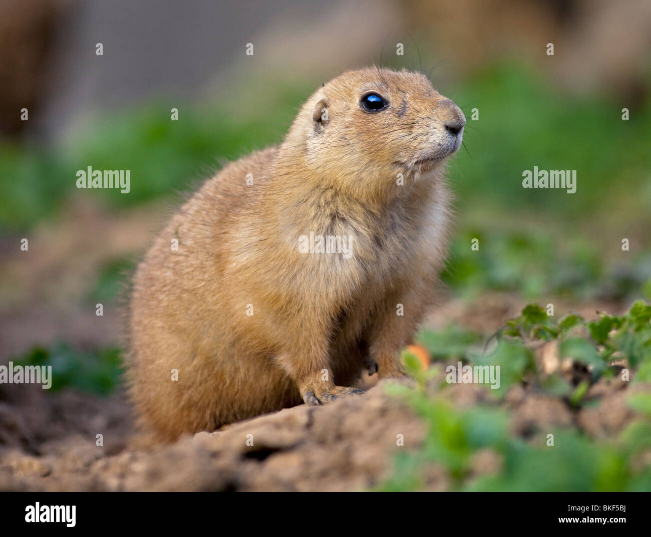 Black tailed prairie dog marmots hi-res stock photography and images ...