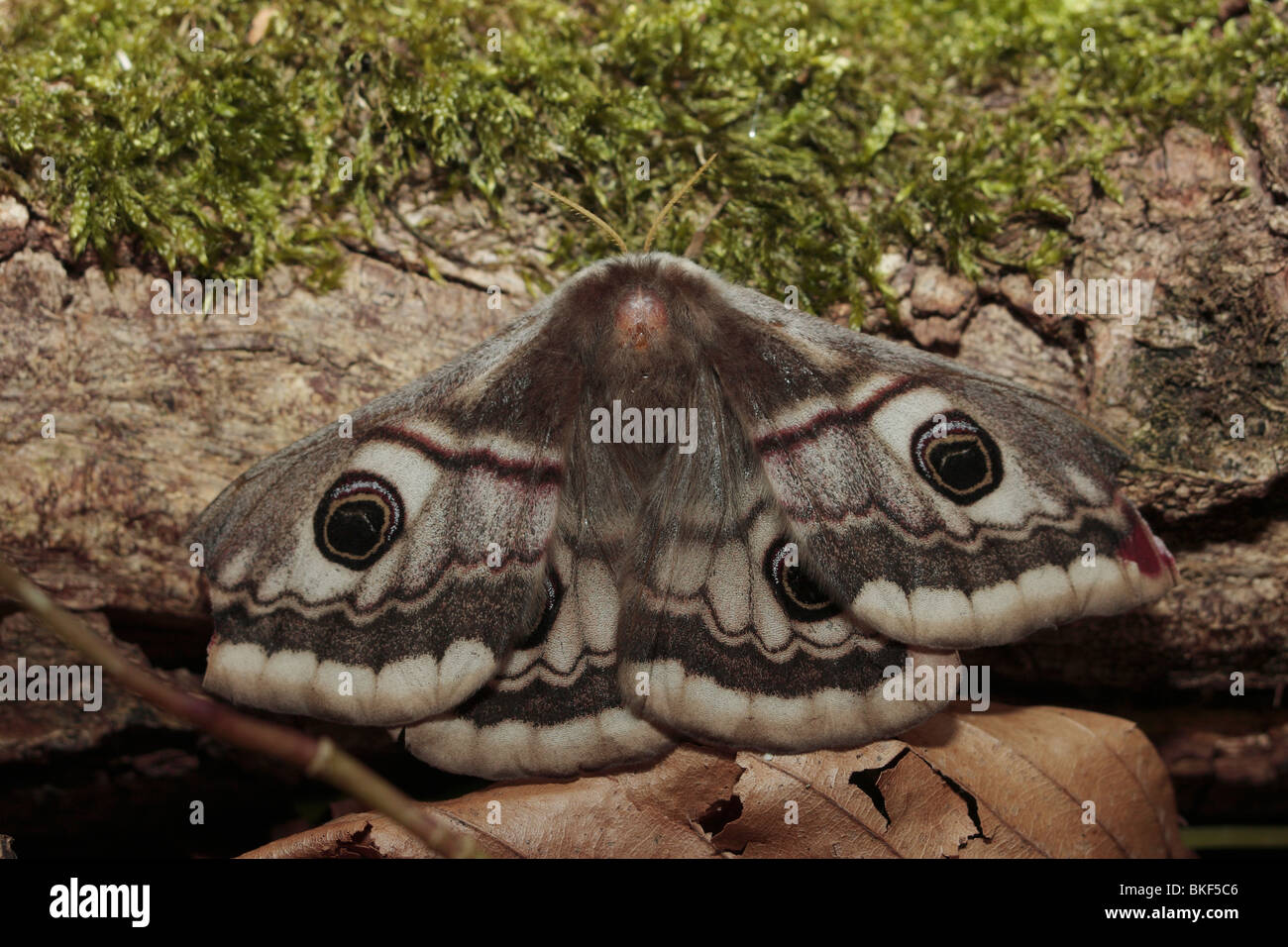 Emperor moths hi-res stock photography and images - Alamy