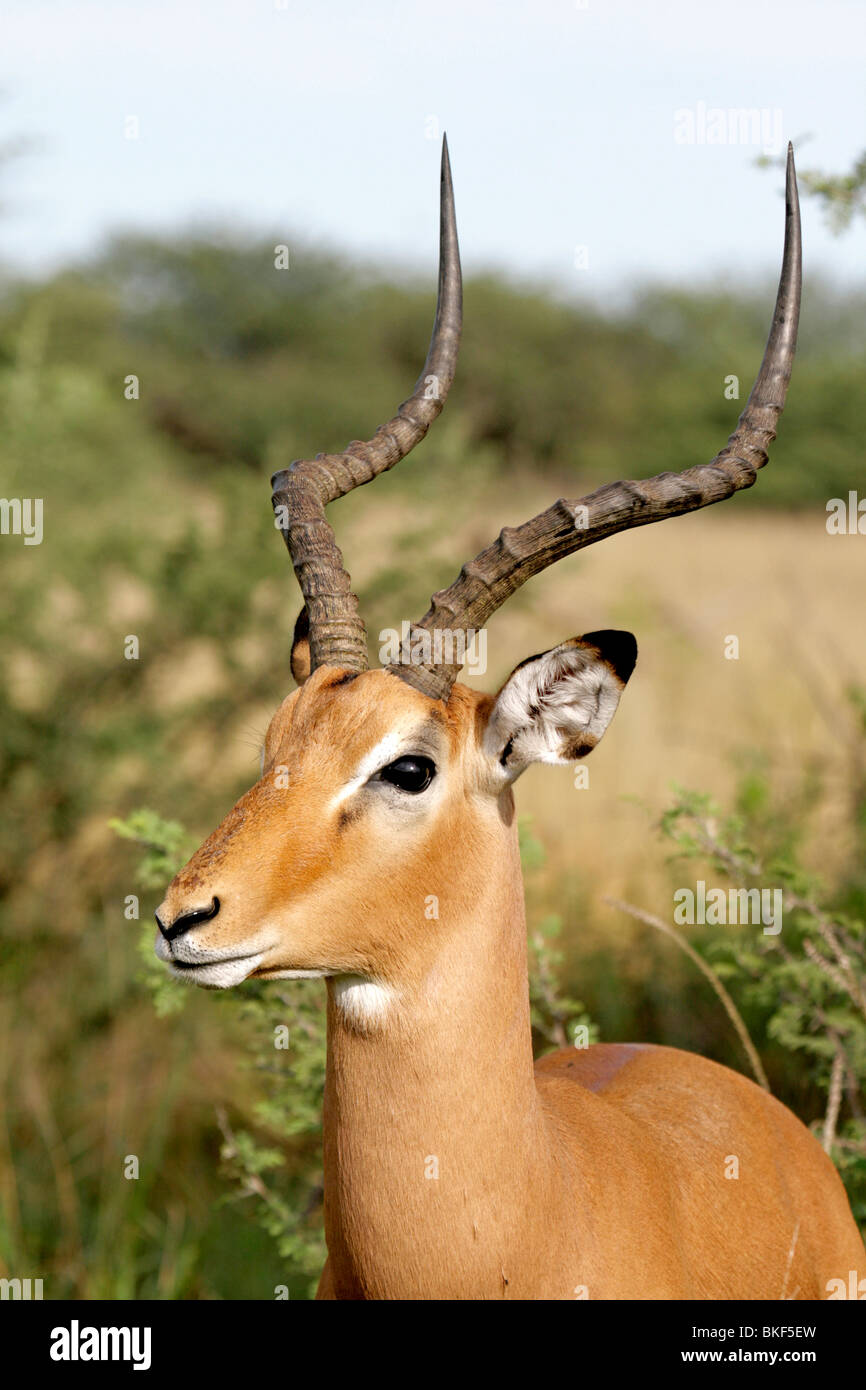 Impala male hi-res stock photography and images - Alamy