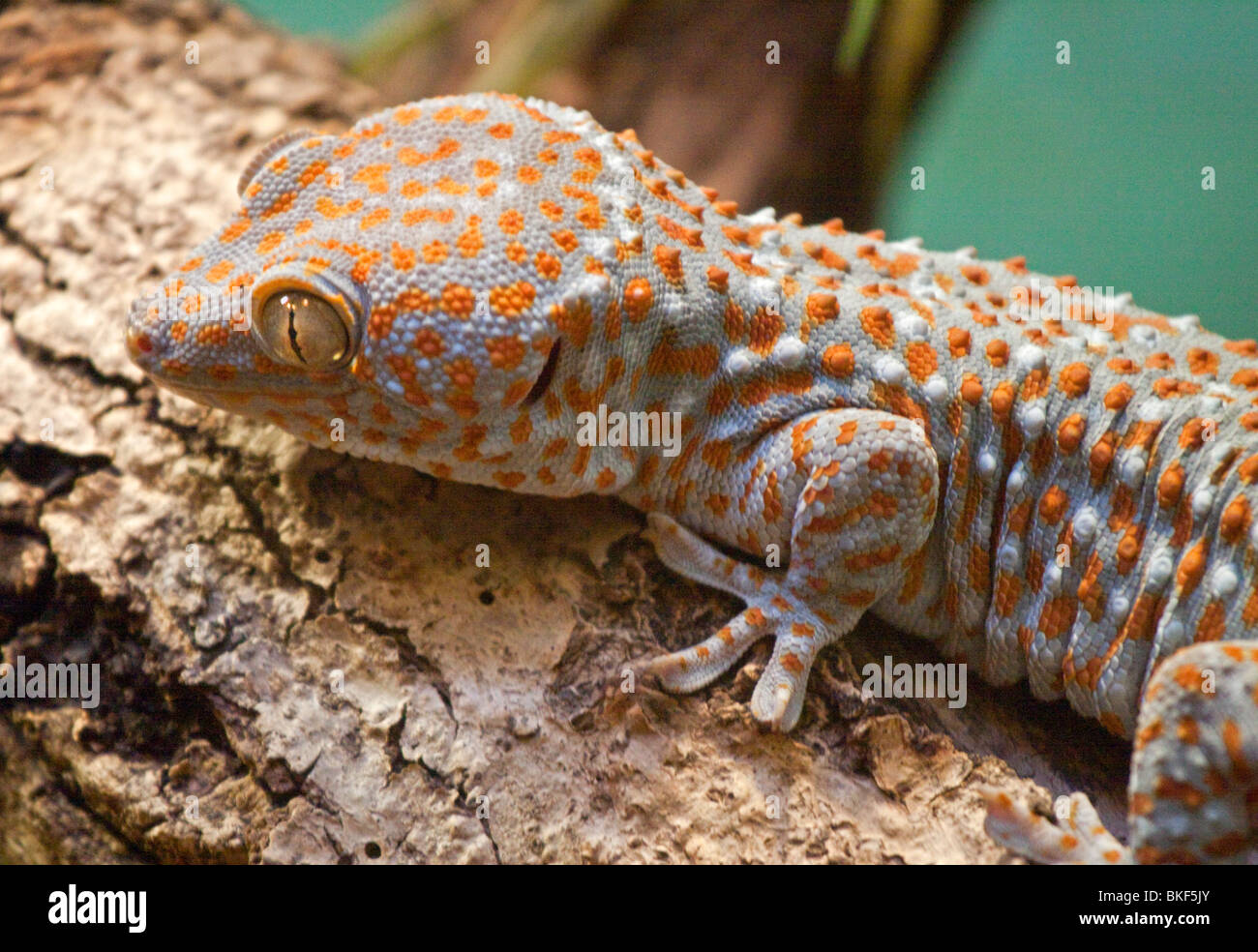 Tokay Geckos As Pets