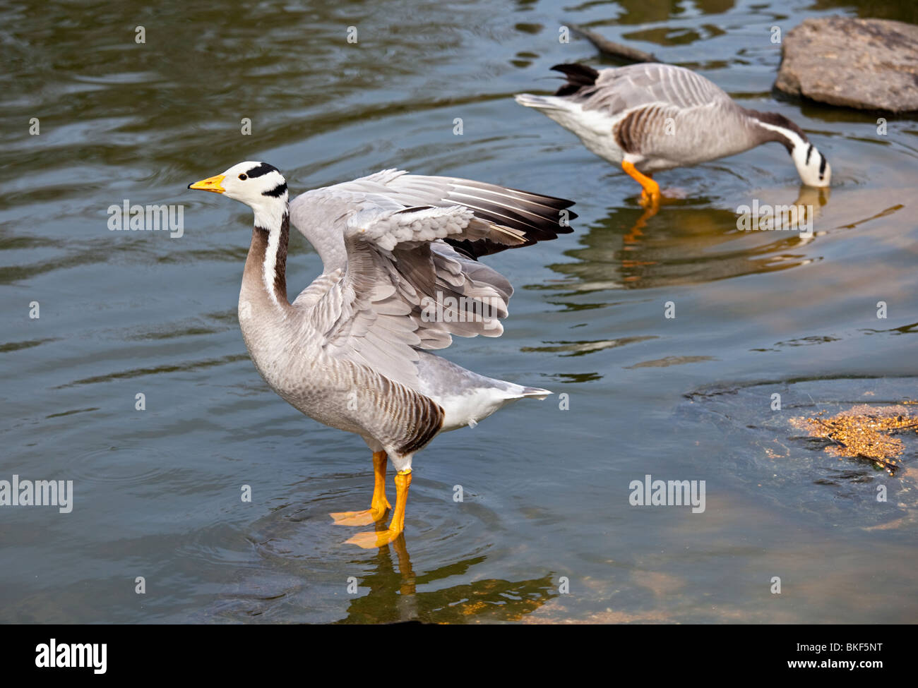 Bar-Headed Geese (anser indicus Stock Photo - Alamy