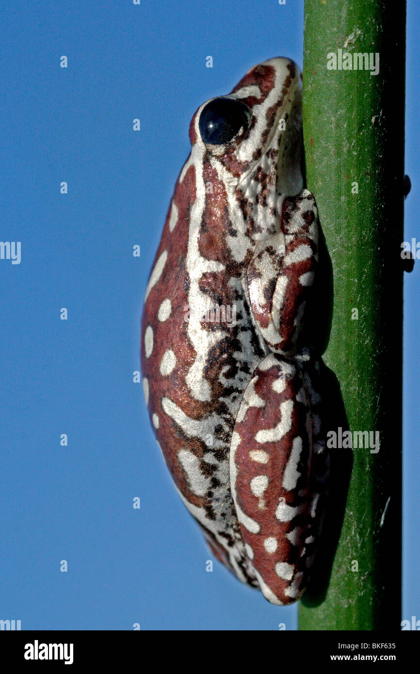 Painted Reed Frog Stock Photo - Alamy