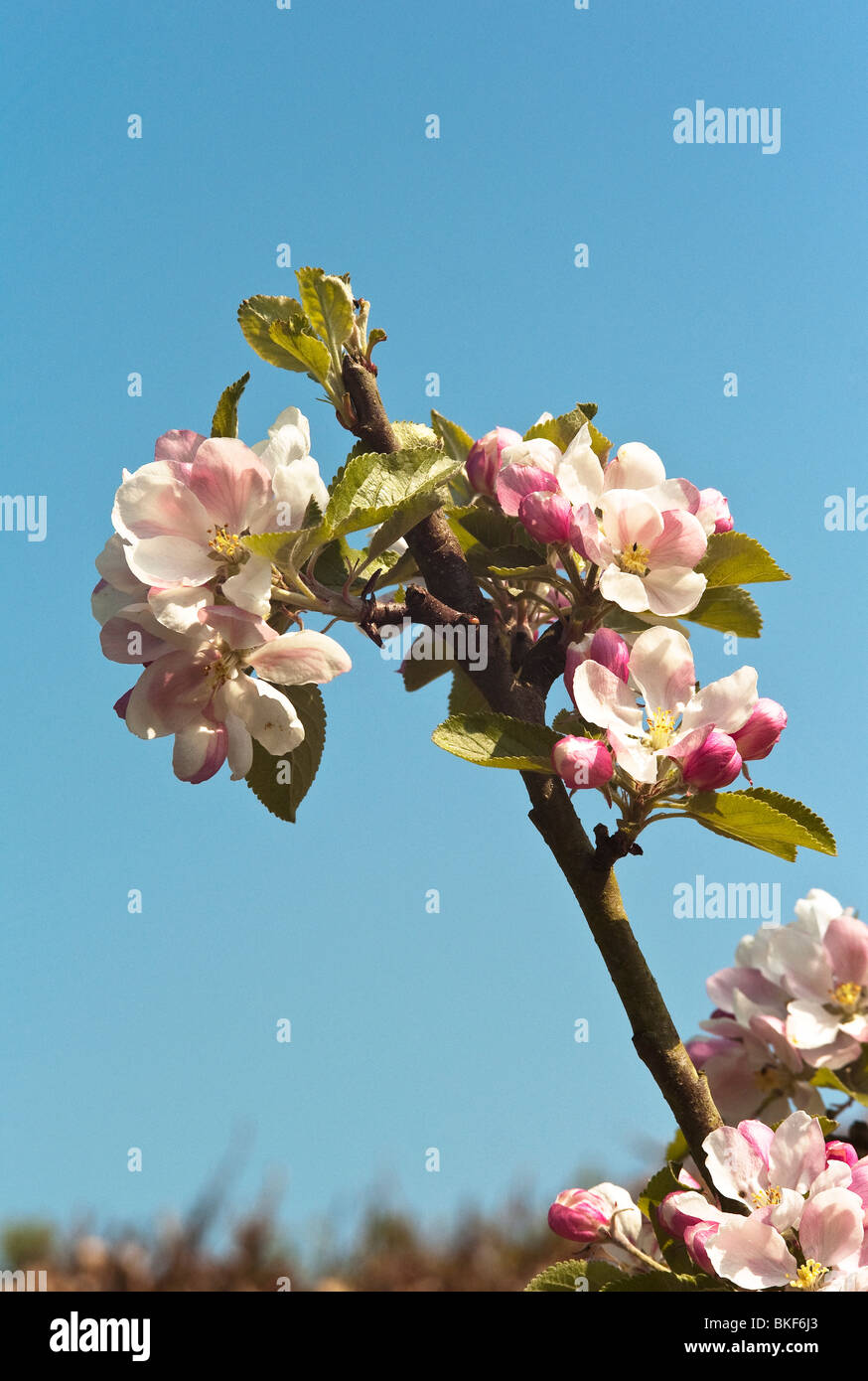 Apple blossom "Sunset" variety in April Stock Photo - Alamy