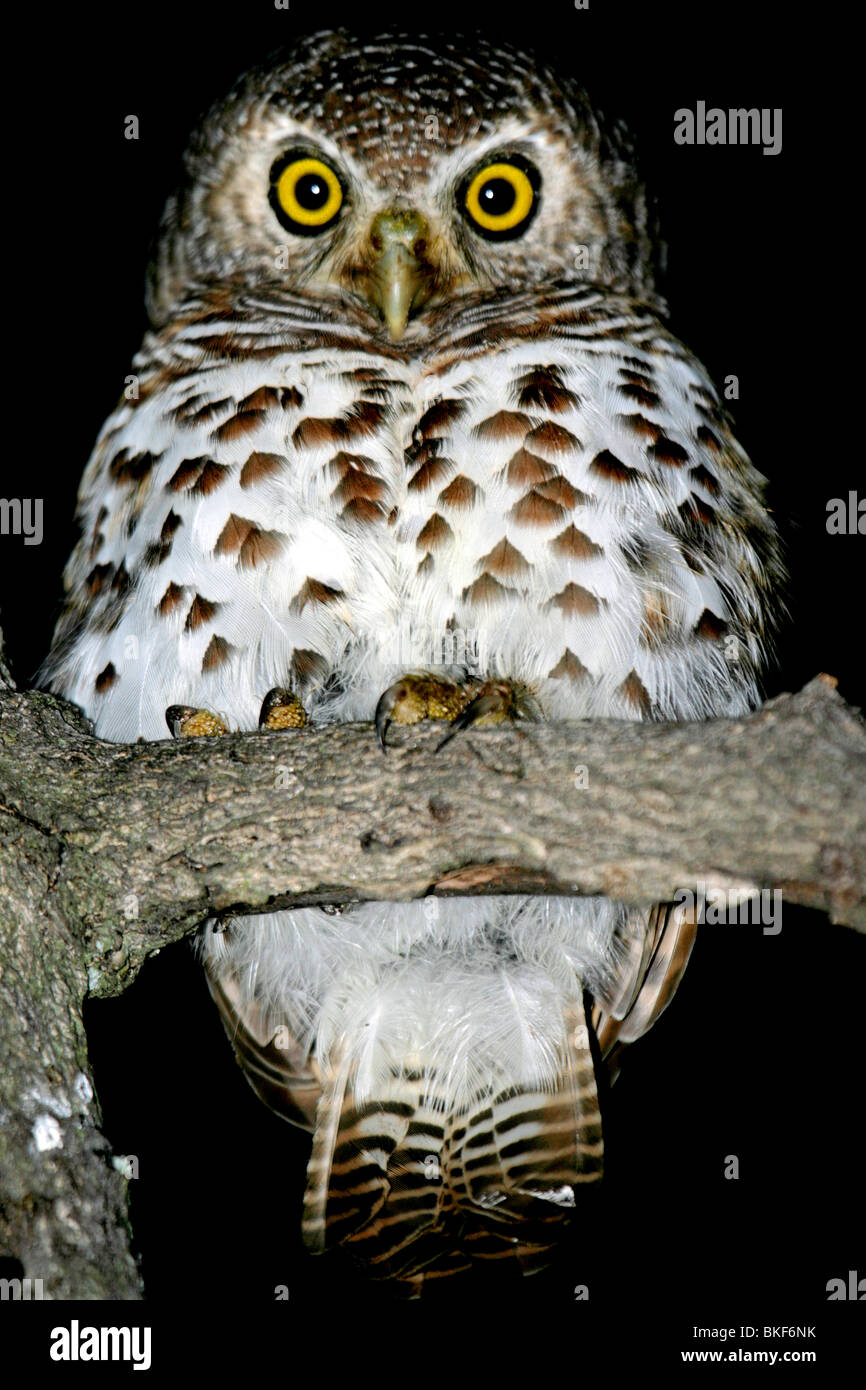 African Barred Owlet - Glaucidium capense Stock Photo - Alamy