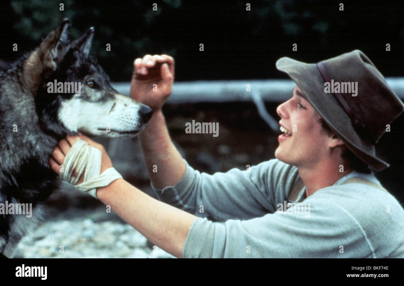 White fang movie hi-res stock photography and images - Alamy
