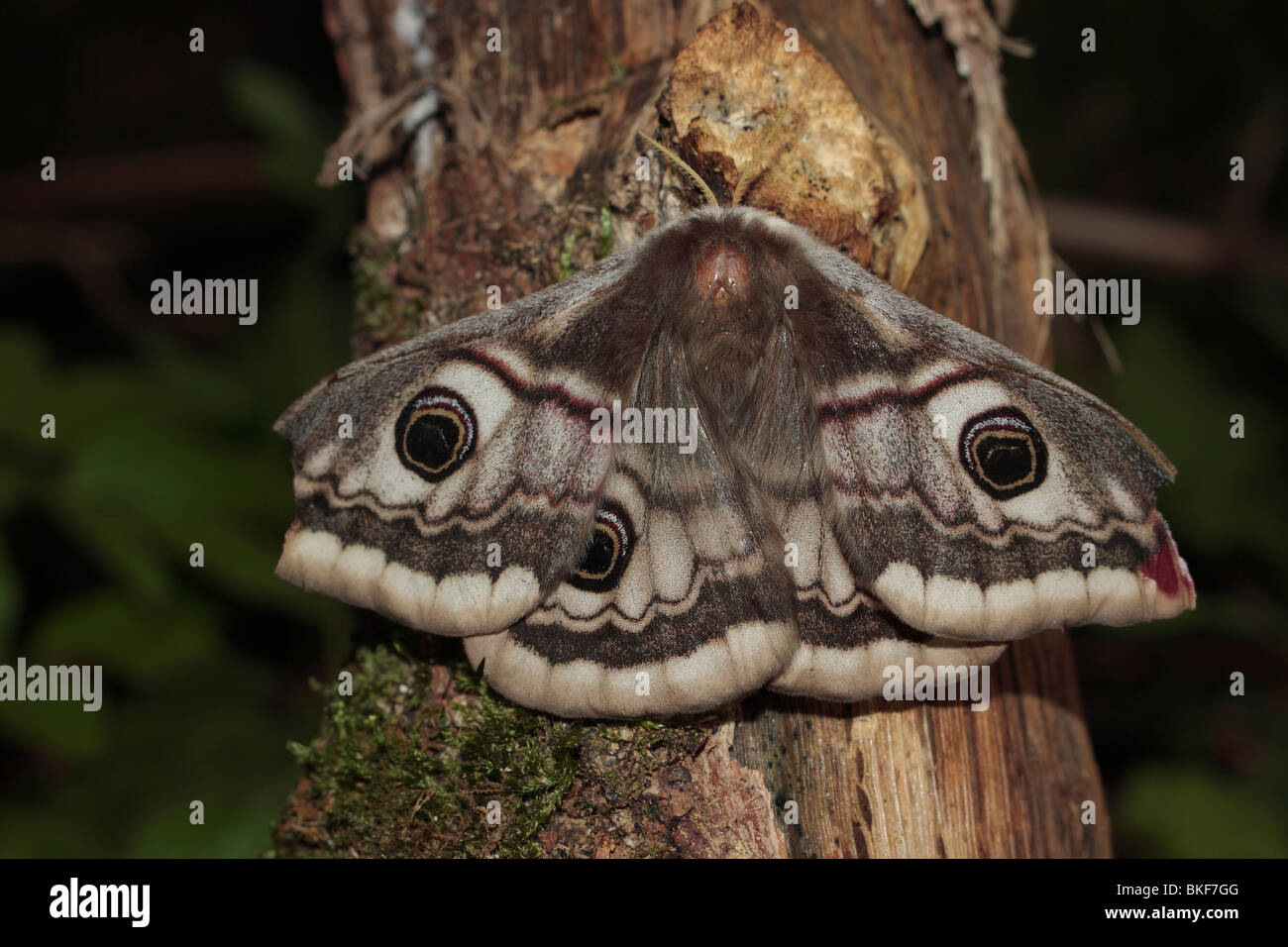 Moth photos hi-res stock photography and images - Alamy