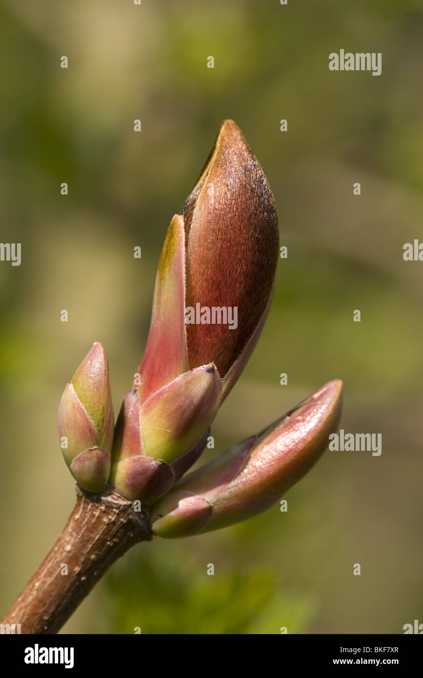Sprouting leaves of Maple (Acer spec.), Hummelo, Gelderland ...