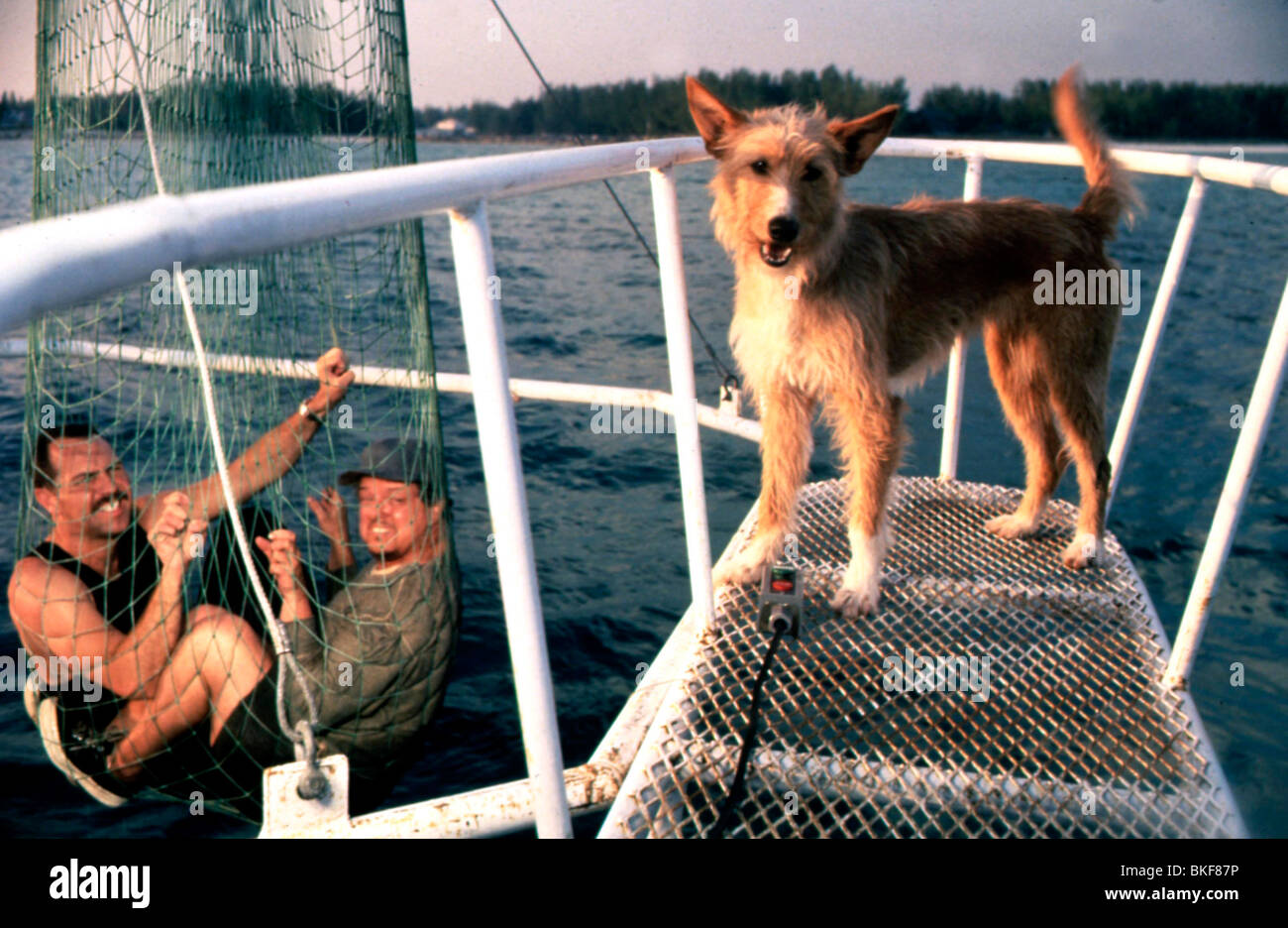 ZEUS AND ROXANNE (1996) ARNOLD VOSLOO, ALVIN FARMER ZEUS 005 Stock ...