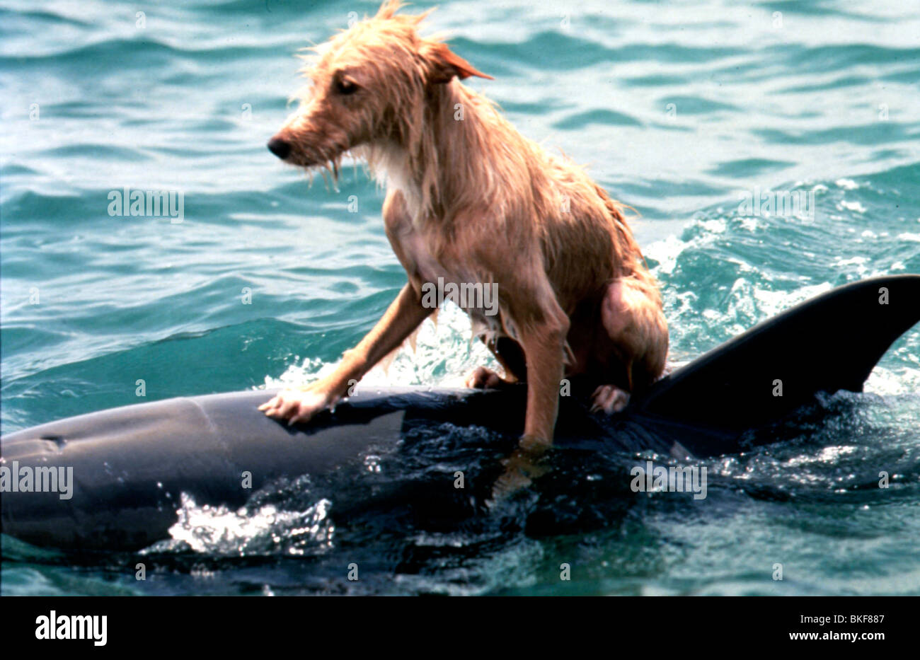 Roxanne movie hi-res stock photography and images - Alamy