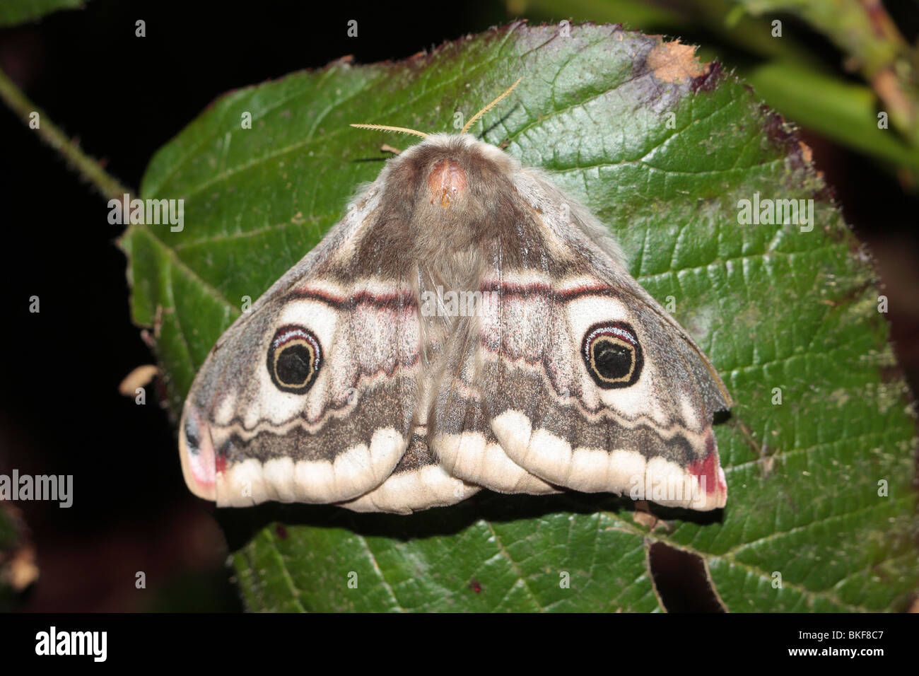 Large Emperor Moth Stock Photos & Large Emperor Moth Stock Images - Alamy