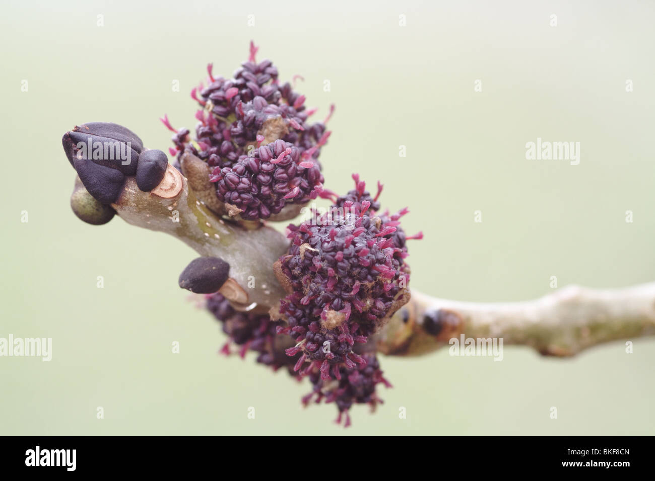 Ash buds opening in spring Stock Photo - Alamy