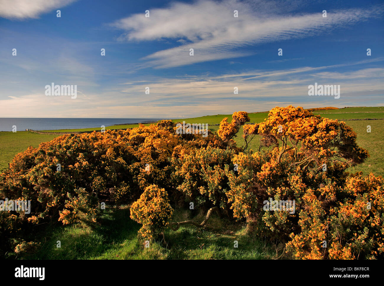 Gorse evergreen bushes hi-res stock photography and images - Alamy