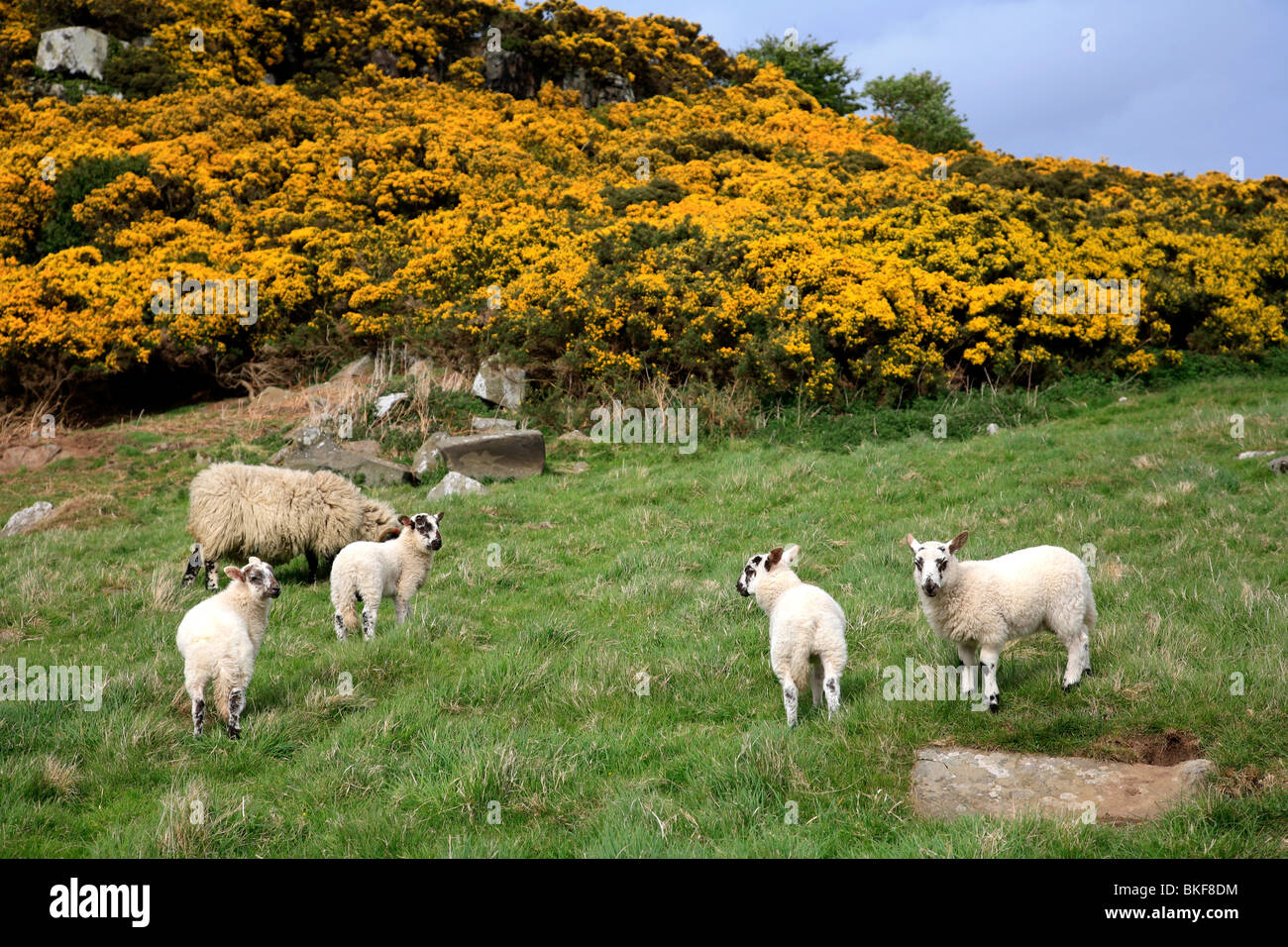 Spring trade hi-res stock photography and images - Alamy