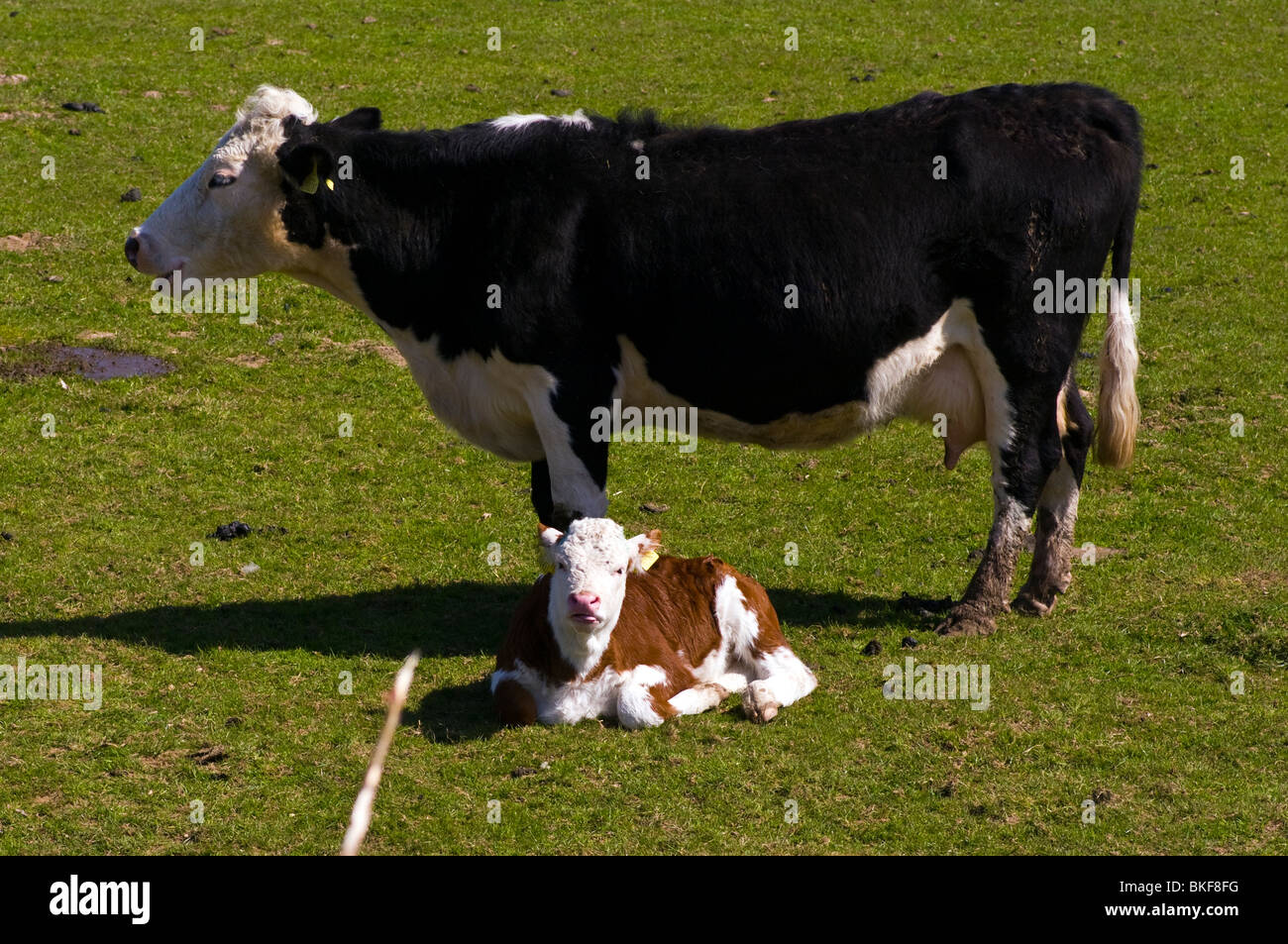 Cow calf relaxing in sun hi-res stock photography and images - Alamy