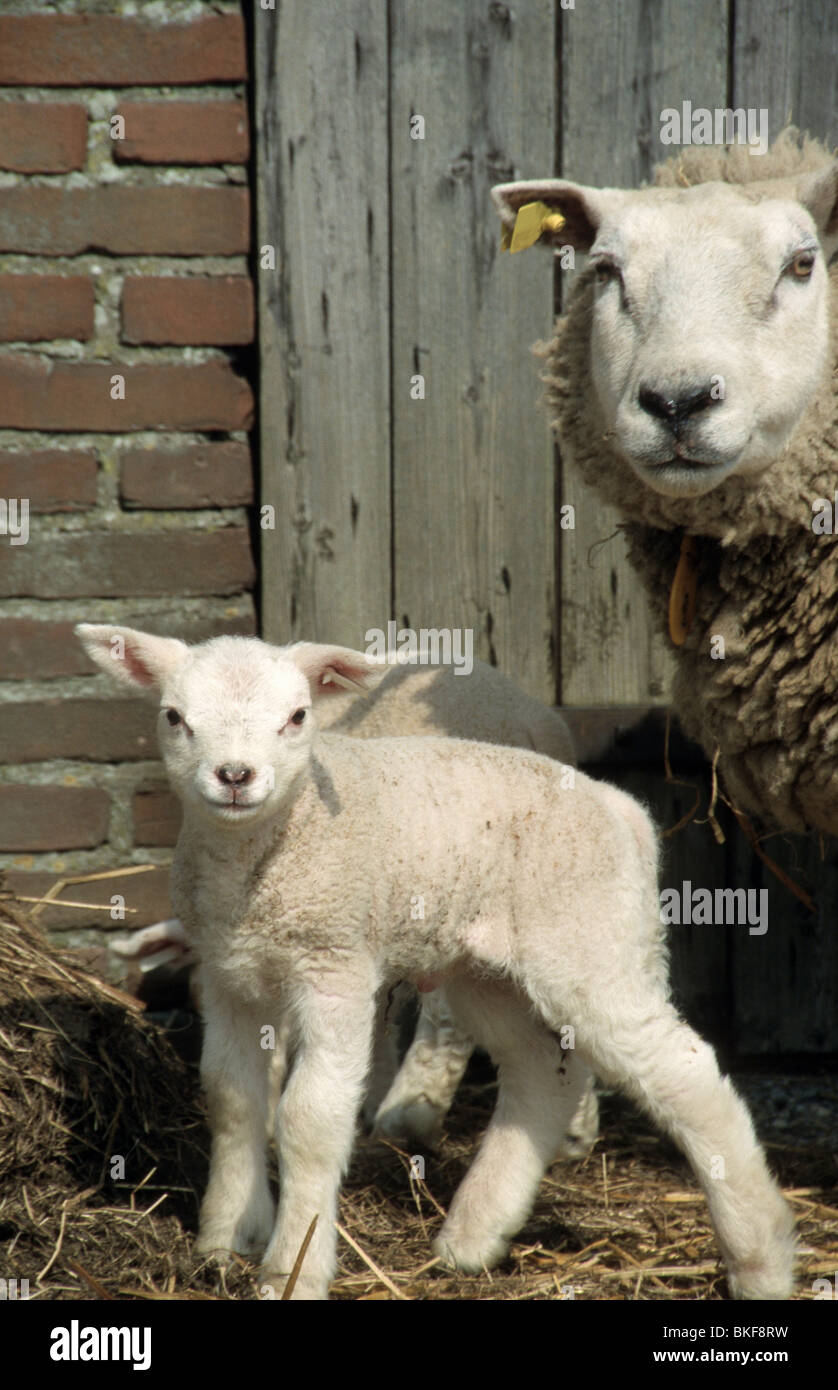 Bio sheep hi-res stock photography and images - Alamy