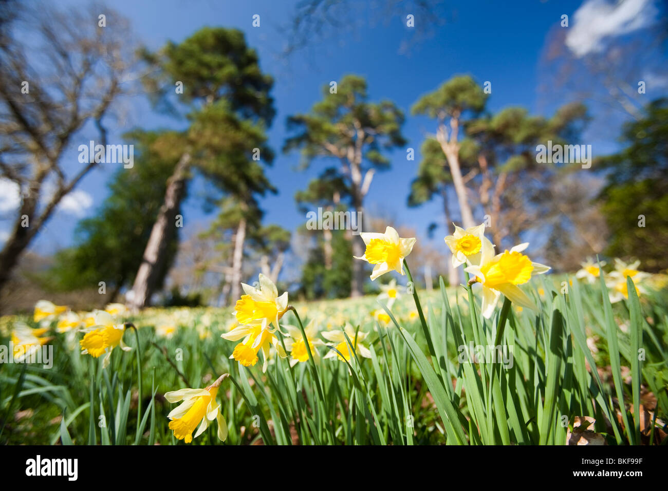 Wild Daffodils in Dora's field at Rydal in the Lake District UK Stock ...