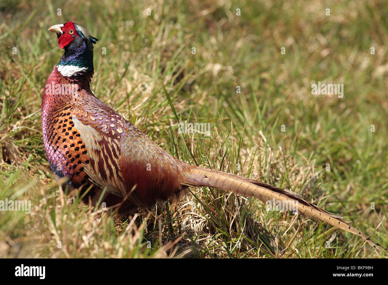 Ring Necked Pheasant (male Stock Photo - Alamy