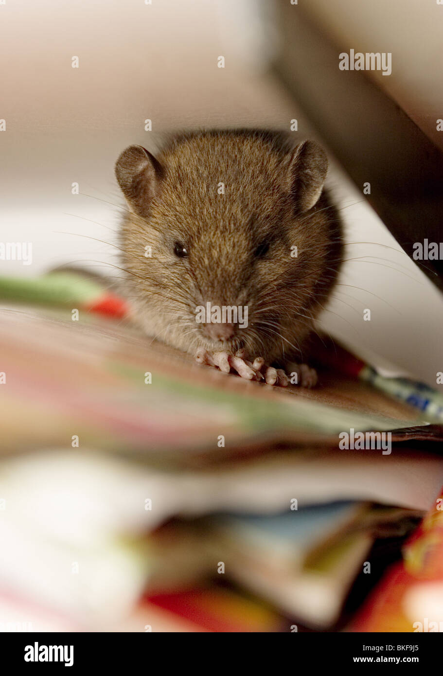 Rat in house hi-res stock photography and images - Alamy