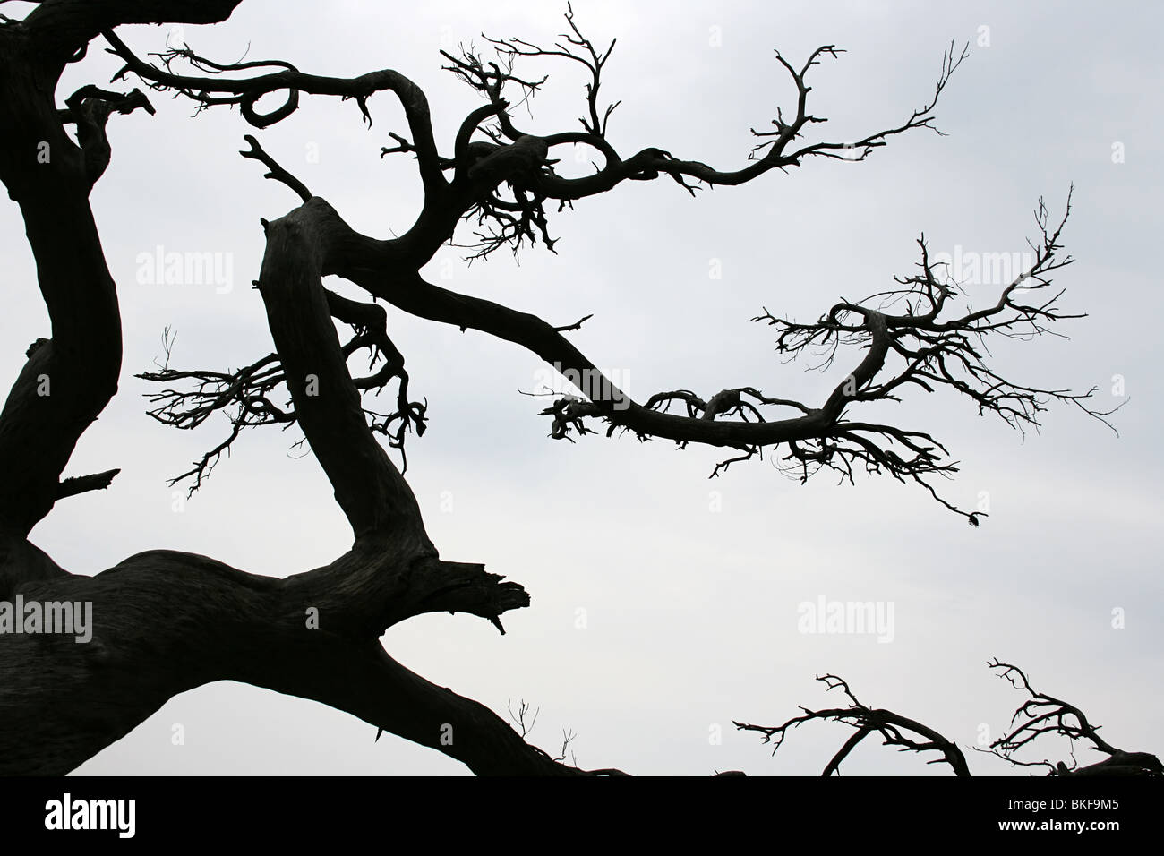 dry branch of tree in the park Stock Photo - Alamy
