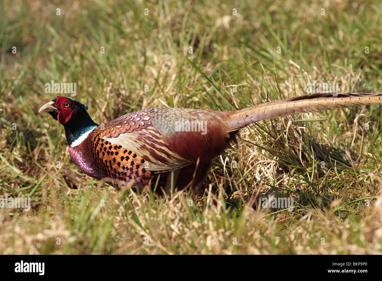 Ring Necked Pheasant (male Stock Photo - Alamy