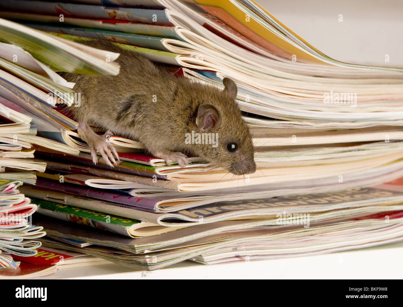 Rat in house hi-res stock photography and images - Alamy