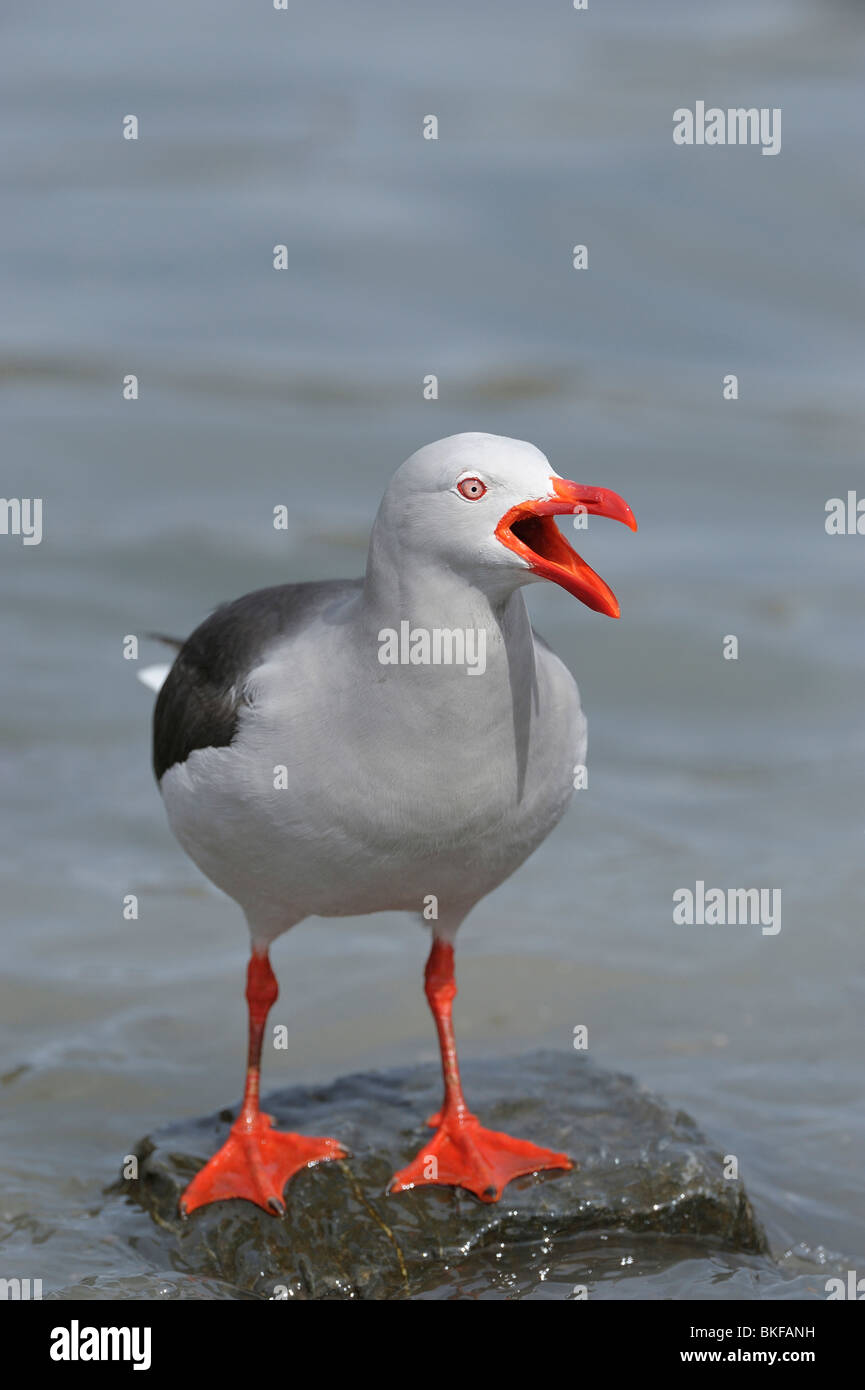 Stone in water shouting hi-res stock photography and images - Alamy