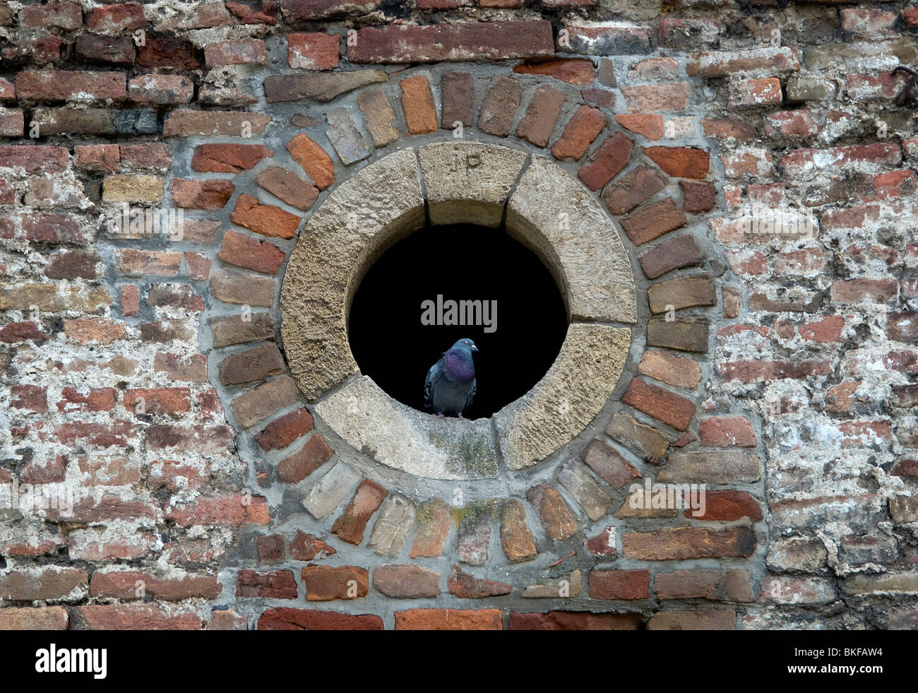 Pigeon in a window Stock Photo - Alamy