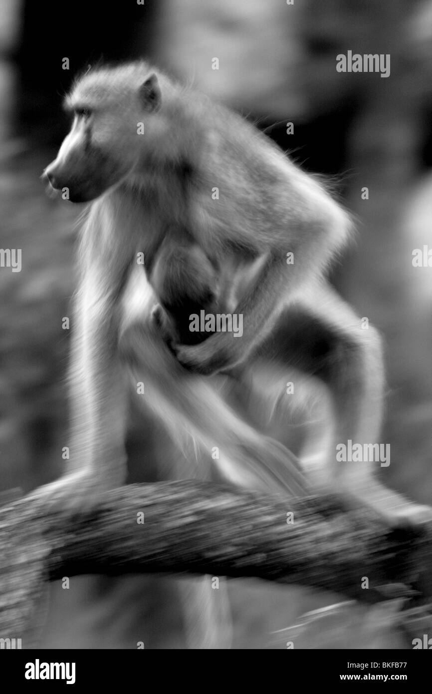 Baboon chacma baboon baby cute hi-res stock photography and images - Alamy