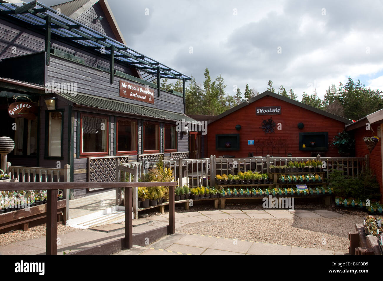 Spring bedding plants display at Speyside Heather Centre, Dulnain ...