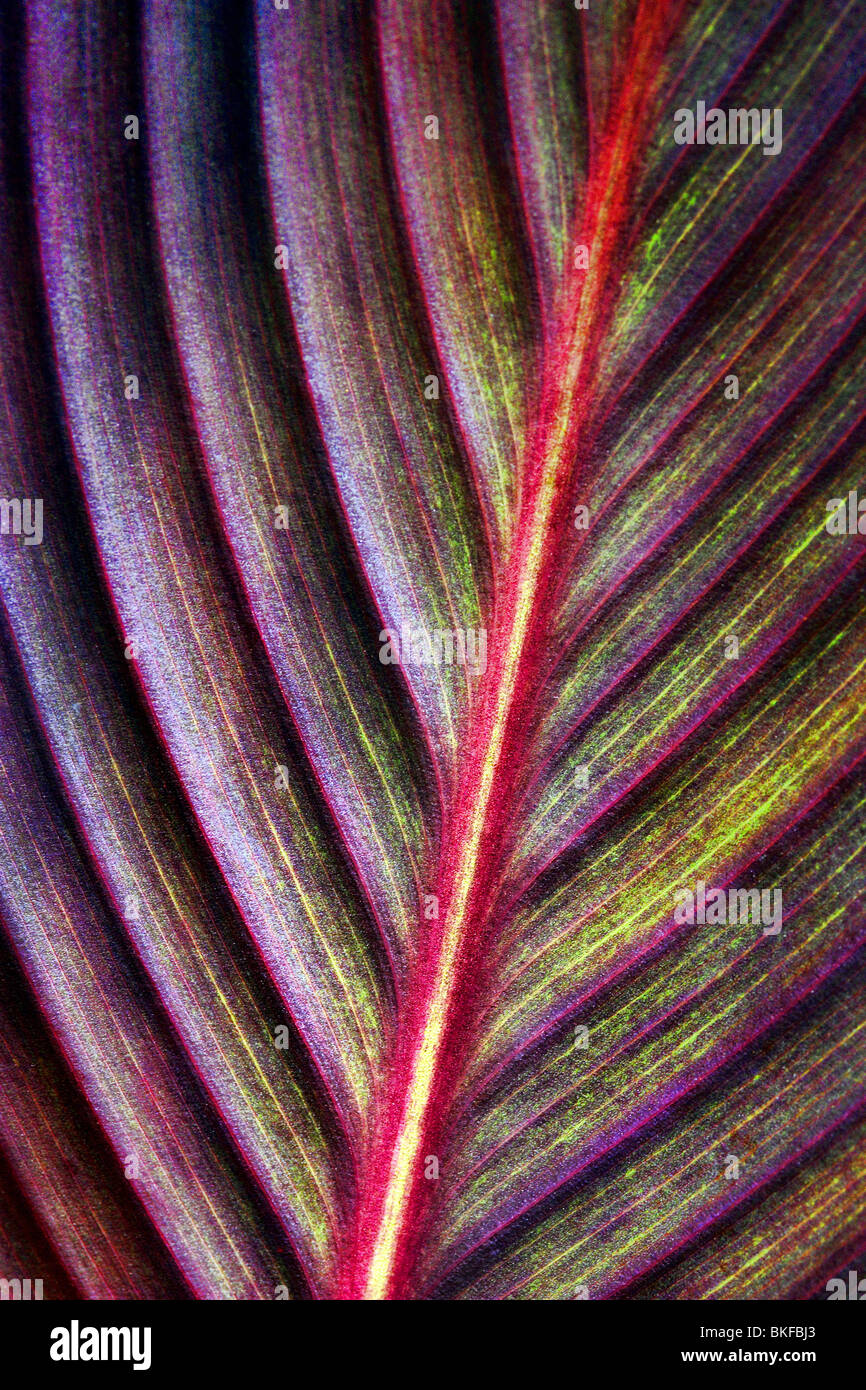 close-up of colored leaf Stock Photo - Alamy