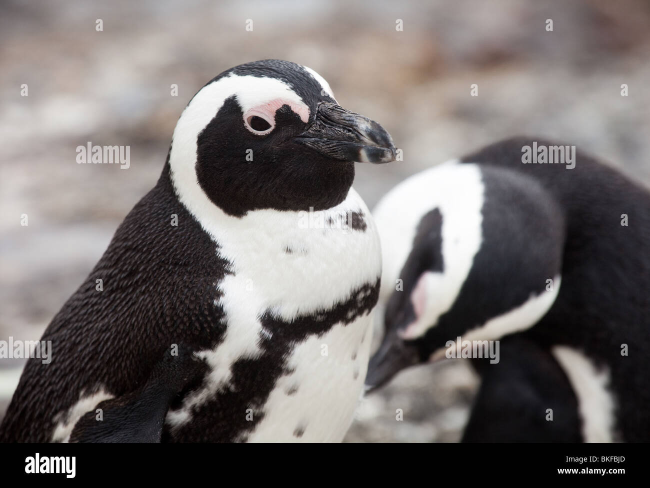 Two african penguins hi-res stock photography and images - Alamy