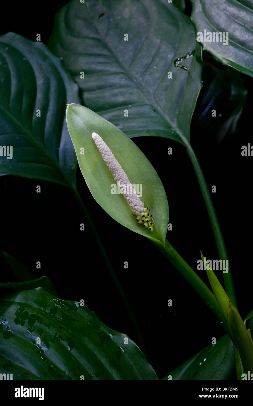 Aglaonema hi-res stock photography and images - Alamy