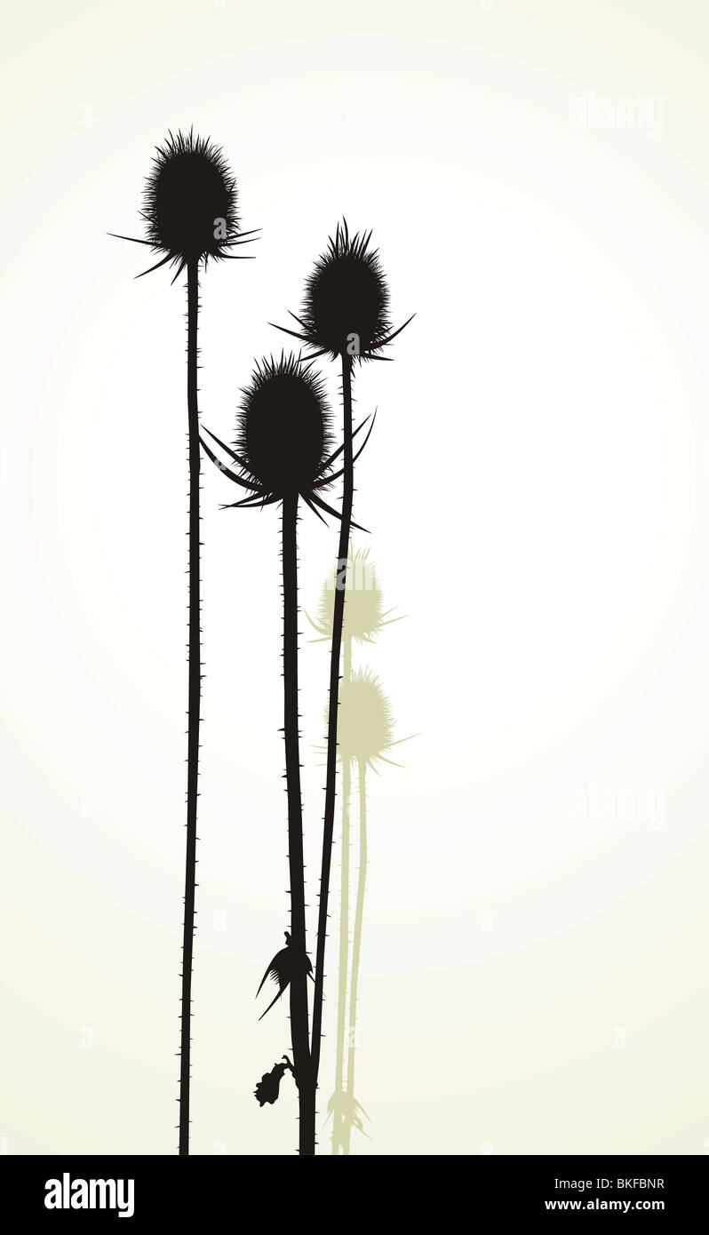 Thistle design hi-res stock photography and images - Alamy