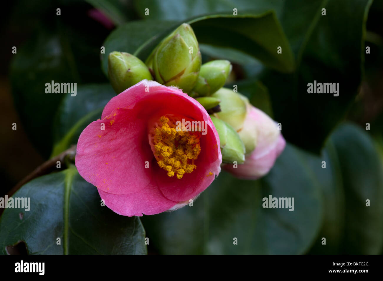 Close-up of a Camelia flower in bloom Stock Photo - Alamy