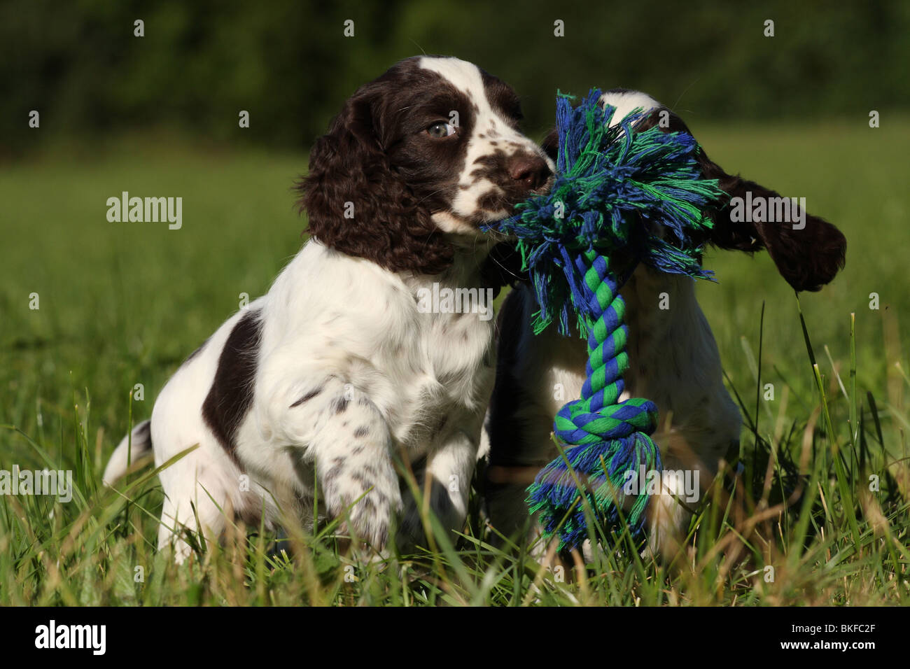 Springer spaniel gun dogs gundogs retrieving dogs hi-res stock ...