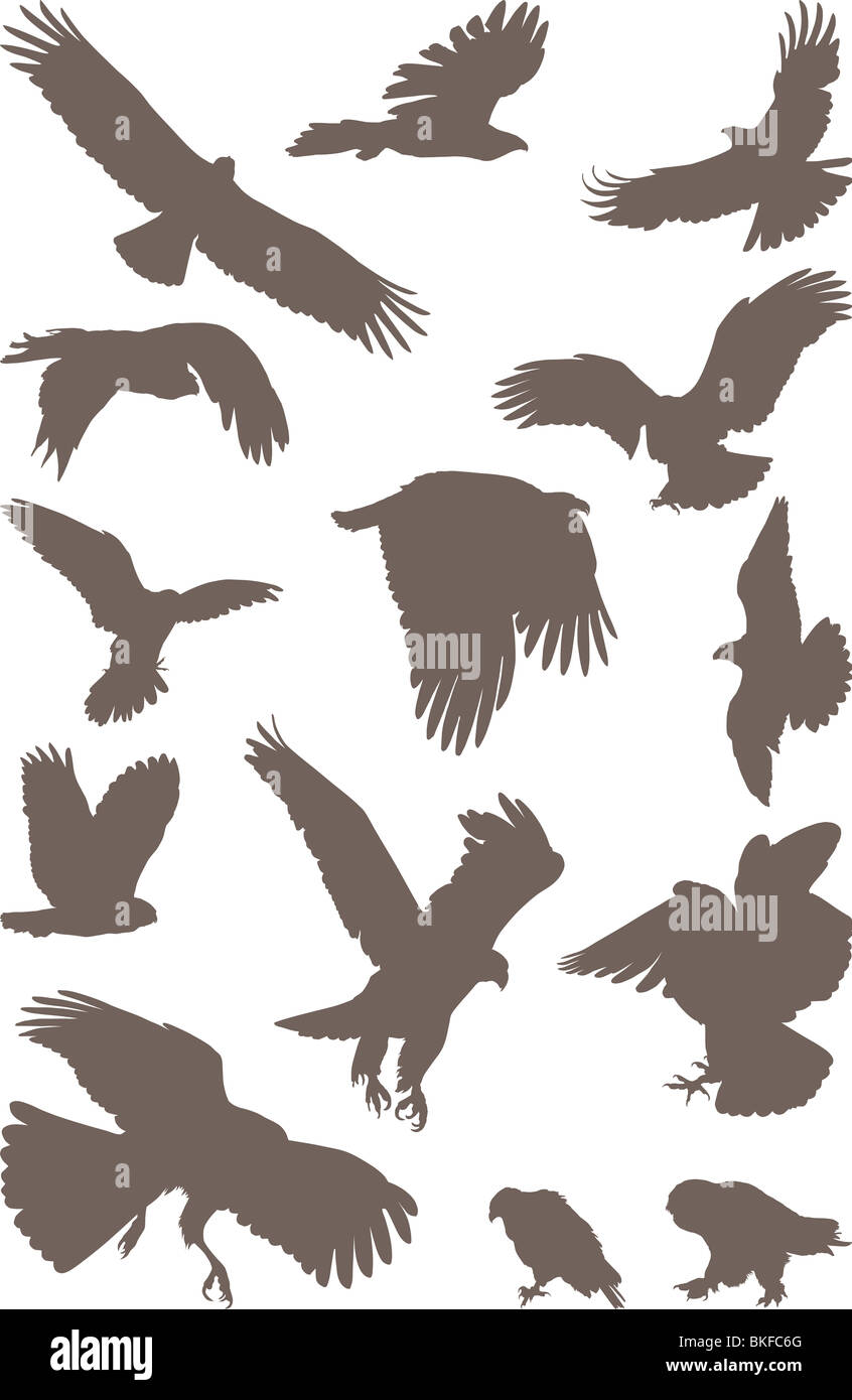 Birds predatorisolated silhouettes of bird predator on the white ...