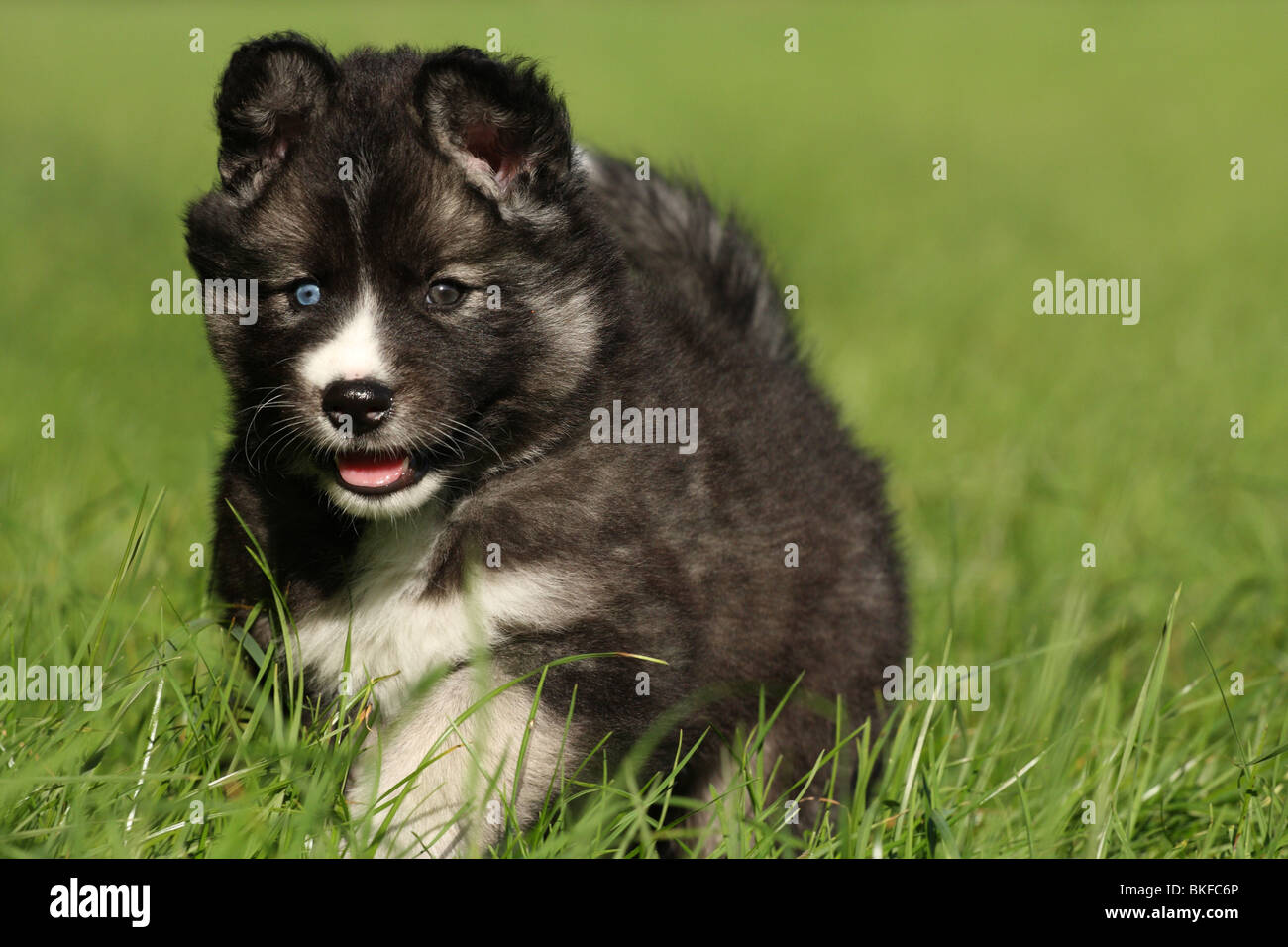 running Siberian Husky puppy Stock Photo - Alamy