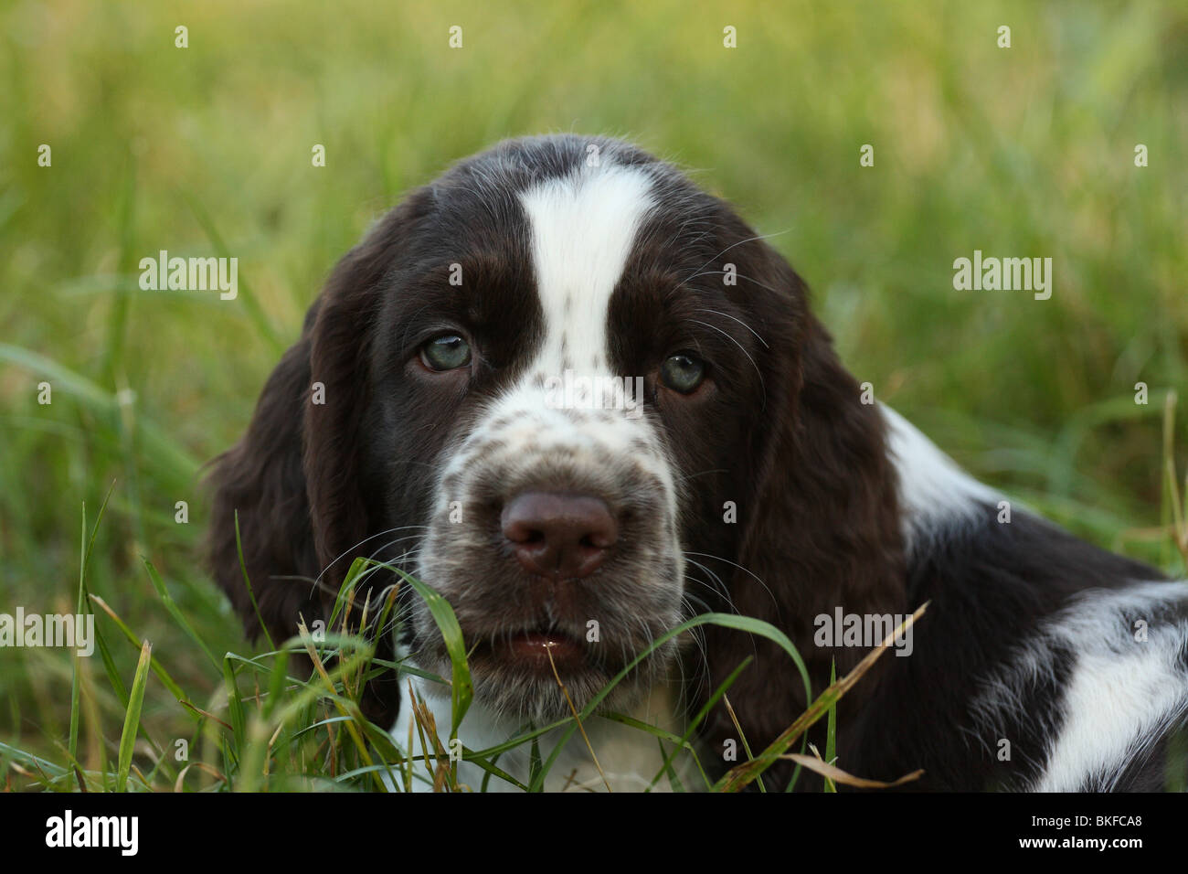 English springer spaniel puppy weeks hi-res stock photography and ...