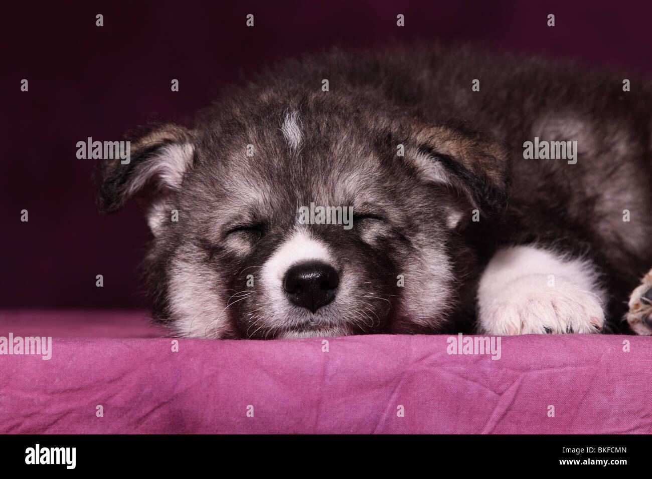 sleeping Siberian Husky puppy Stock Photo - Alamy