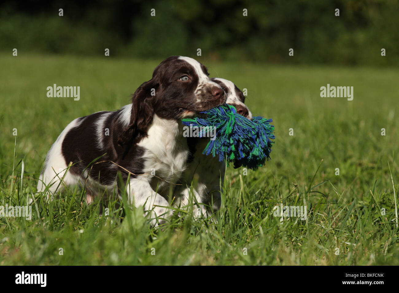 Springer spaniel gun dogs gundogs retrieving dogs hi-res stock ...