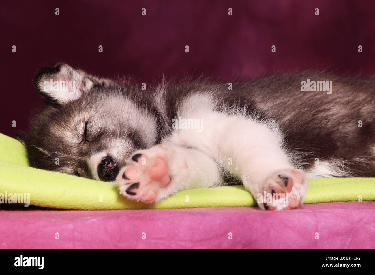 sleeping Siberian Husky puppy Stock Photo - Alamy