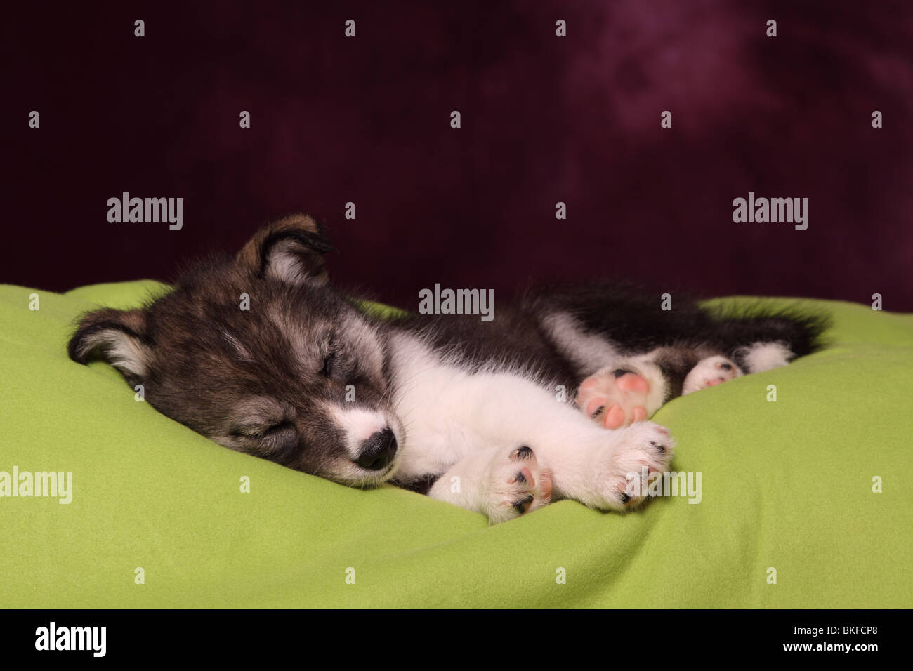 sleeping Siberian Husky puppy Stock Photo - Alamy