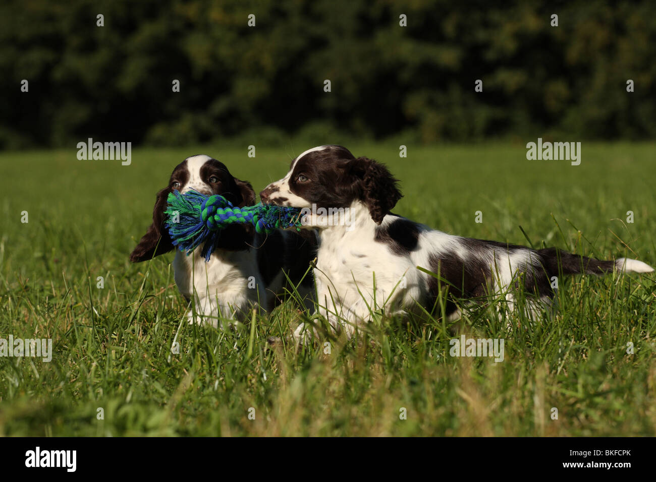 Springer spaniel gun dogs gundogs retrieving dogs hi-res stock ...