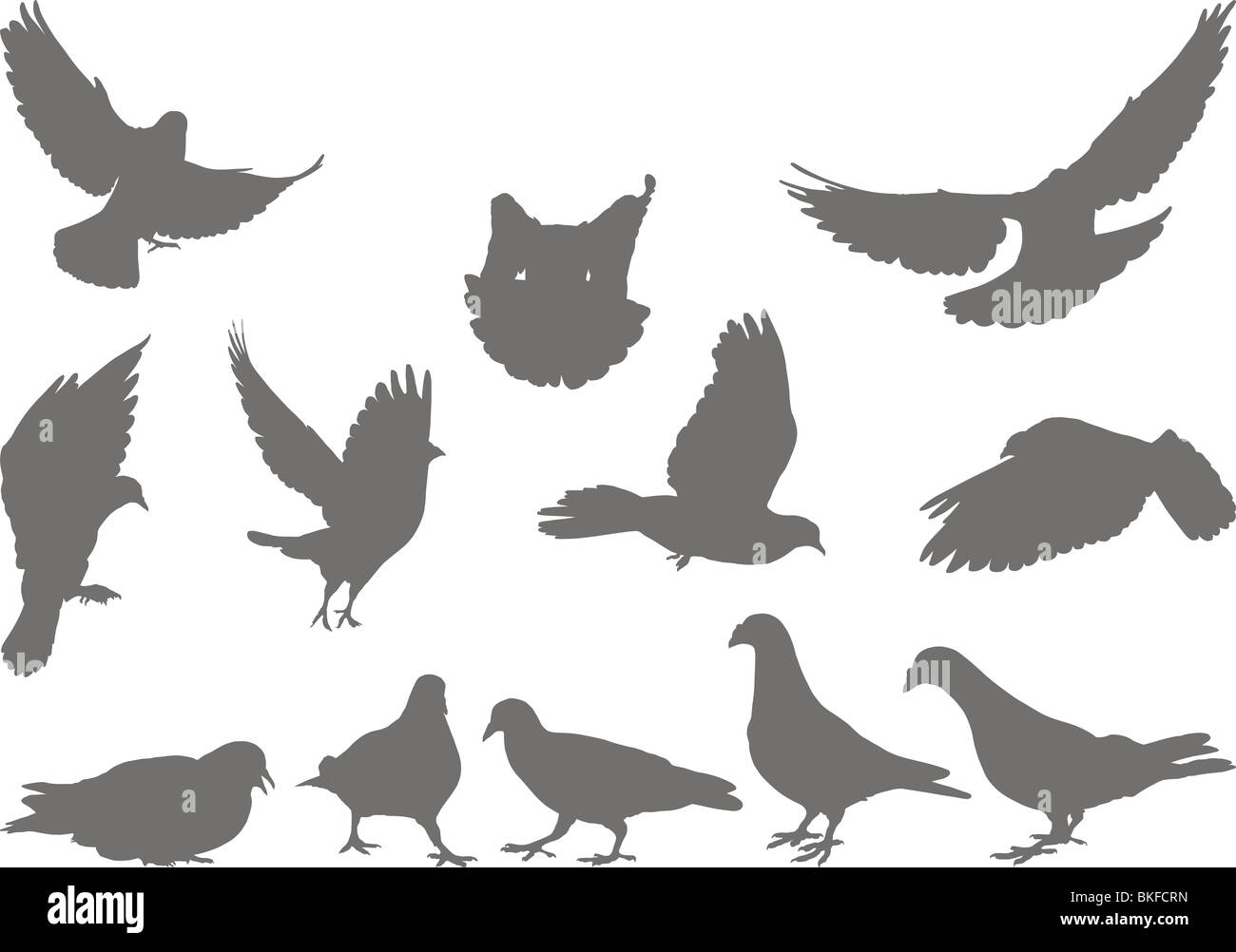 Doves silhouettes bird Stock Photo - Alamy