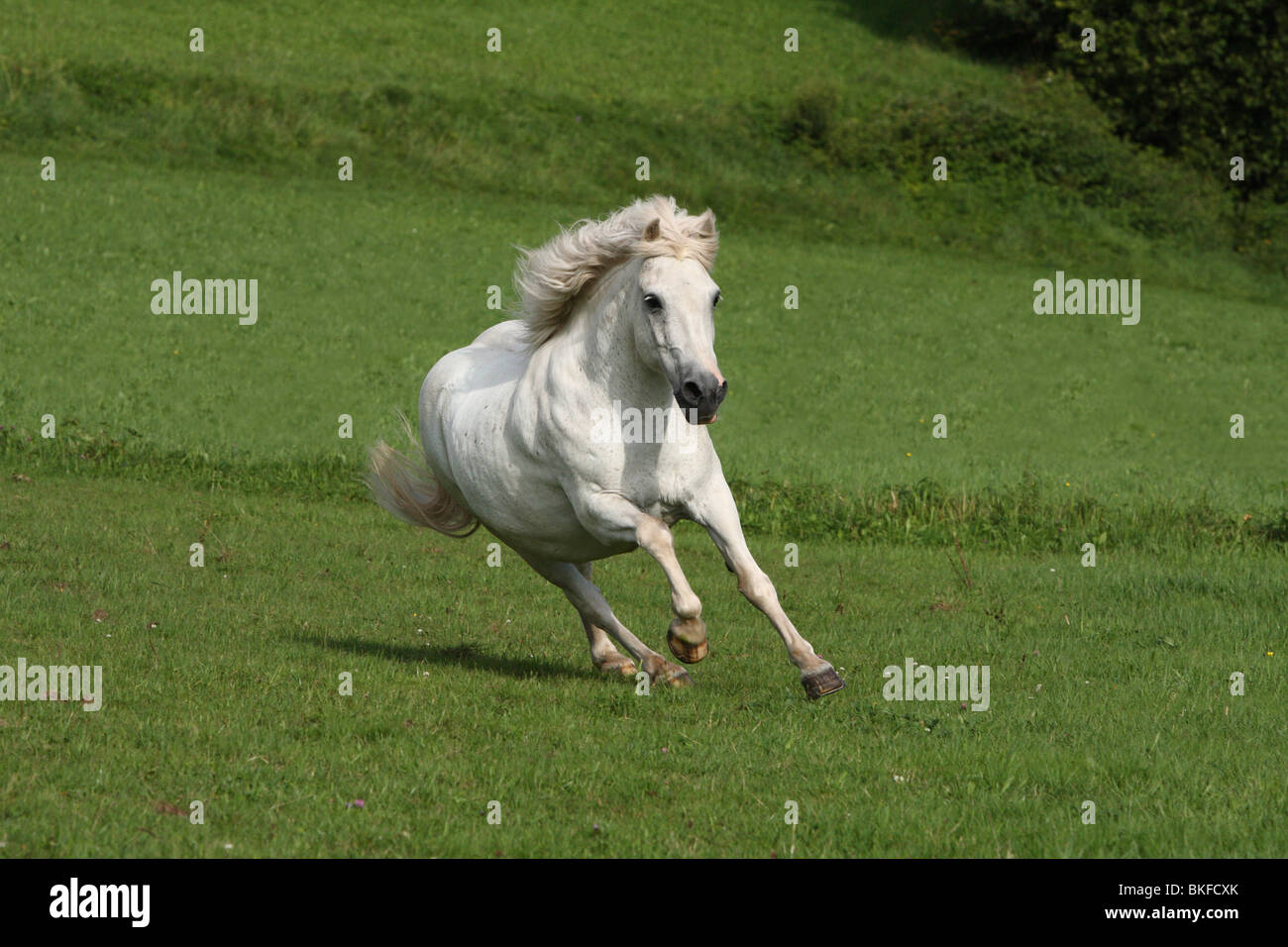 Grey horse galloping hi-res stock photography and images - Alamy