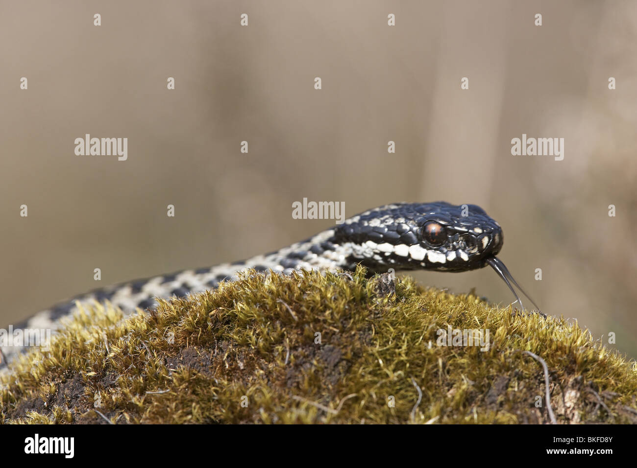 Adder Vipera berus male close up of head and tongue, Allerthorpe Common ...