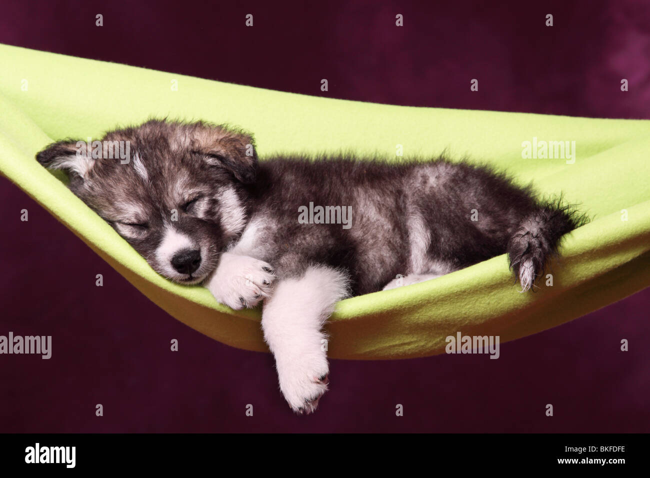 sleeping Siberian Husky puppy Stock Photo - Alamy