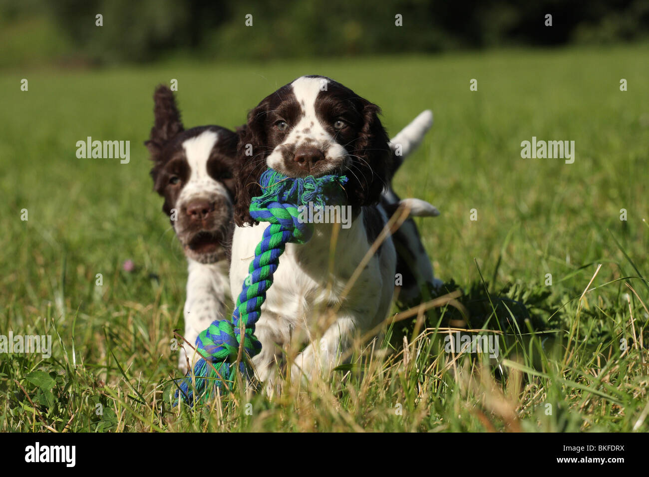 Springer spaniel gun dogs gundogs retrieving dogs hi-res stock ...