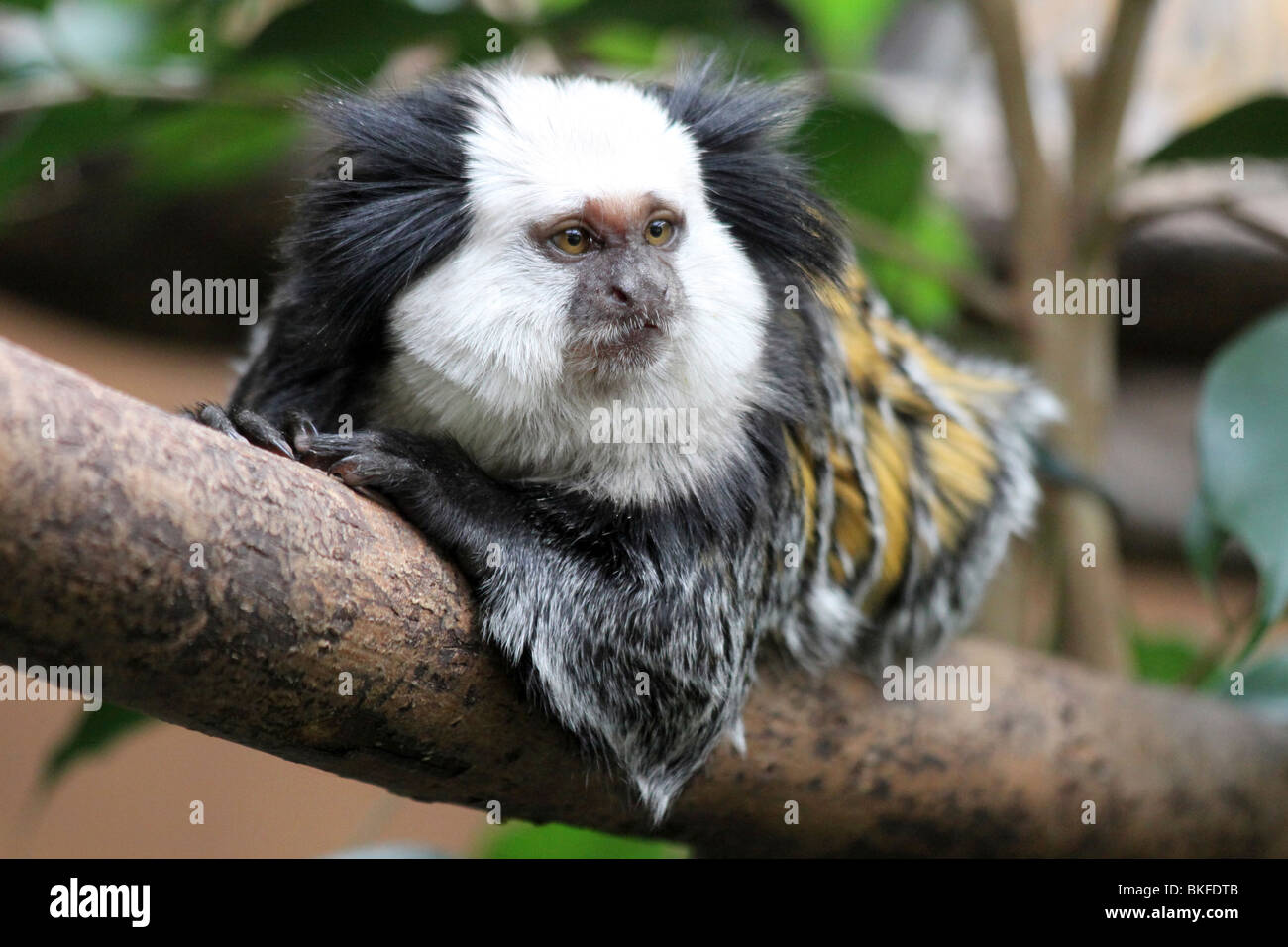 White-headed Marmoset Callithrix geoffroyi Taken at Chester Zoo, UK ...