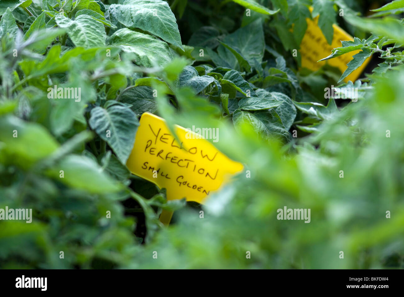 Yellow Perfection Tomato Plants Stock Photo - Alamy